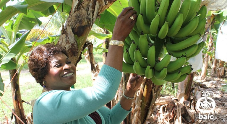 Bahamas Agricultural and Industrial Corporation On The Move To North ...