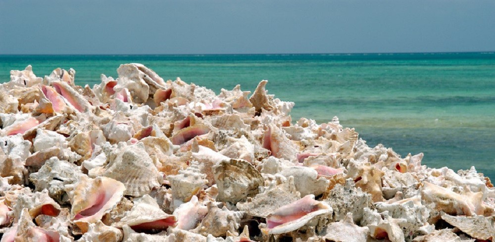 Conch export ban lifted, Nassau Grouper season closure reminder ...