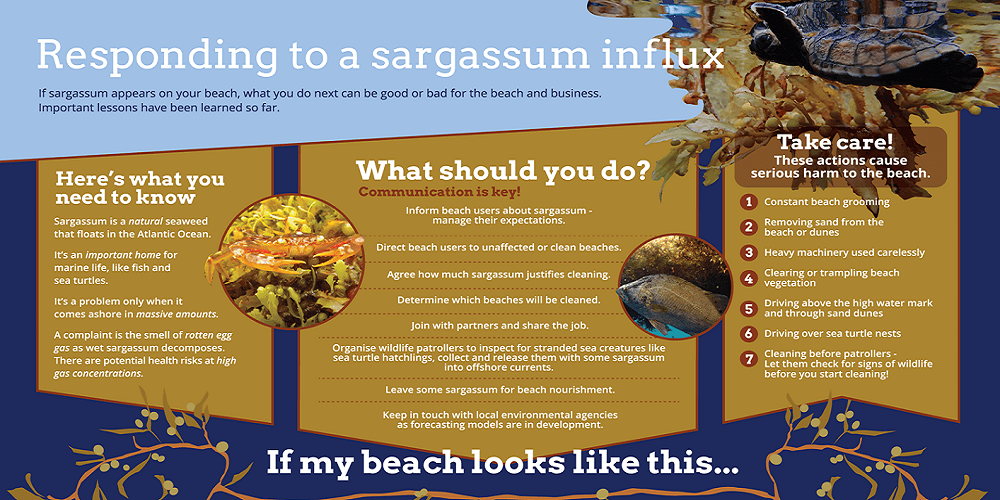 DECR looks to educate on Sargassum Seaweed Accumulation on TCI’s ...