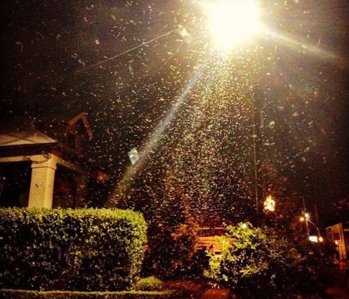 TCI: Termite swarms mean termite mating season is on – Magnetic Media