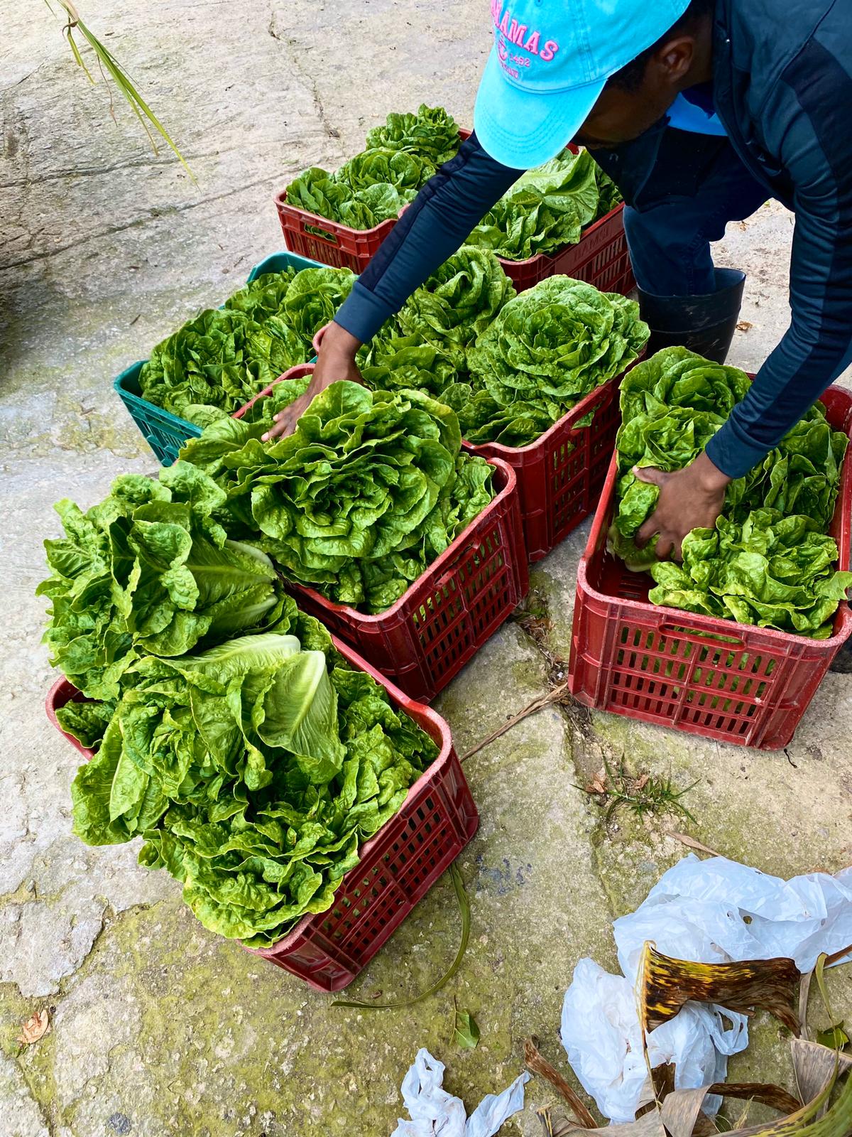 Bahamas: BAMSI donates produce from Student Farm – Magnetic Media