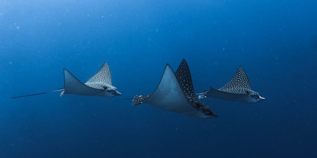 Guests are welcomed, but respect TCI Marine life or face fines says ...