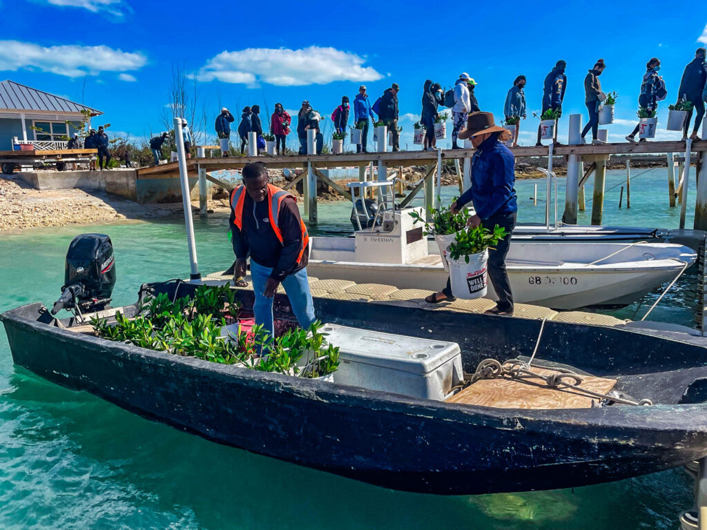 Volunteers Replant Trees to Help Rebuild Grand Bahama Shoreline ...