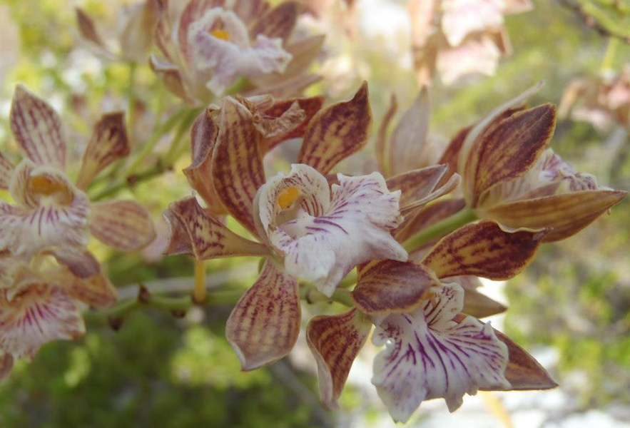 DECR Launches Important Tropical Plant Areas & Species in TCI Project ...