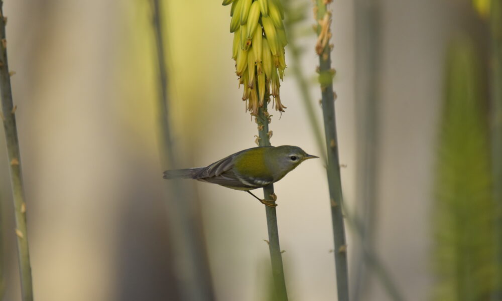 JCDT Develops New E-Bird Mobile Application to Monitor Birds – Magnetic ...