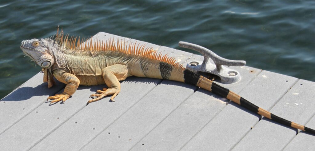 DECR Reports: Invasive Green Iguana Captured, Euthanized in Turks ...