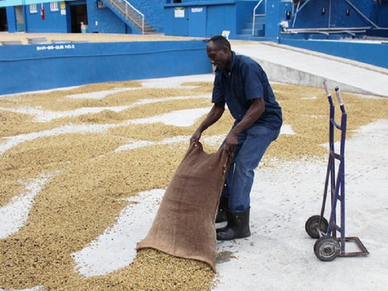 JAMAICA: Increase in Coffee Production – Magnetic Media