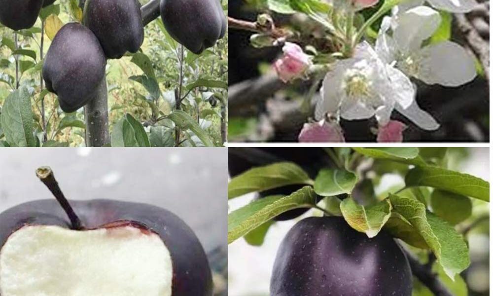 The Black Apple, super elusive, super healthy! – Magnetic Media