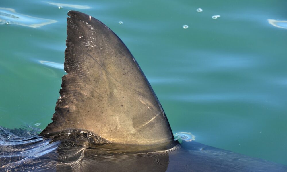 Investigation Launched; Shark Attack or Not? – Magnetic Media
