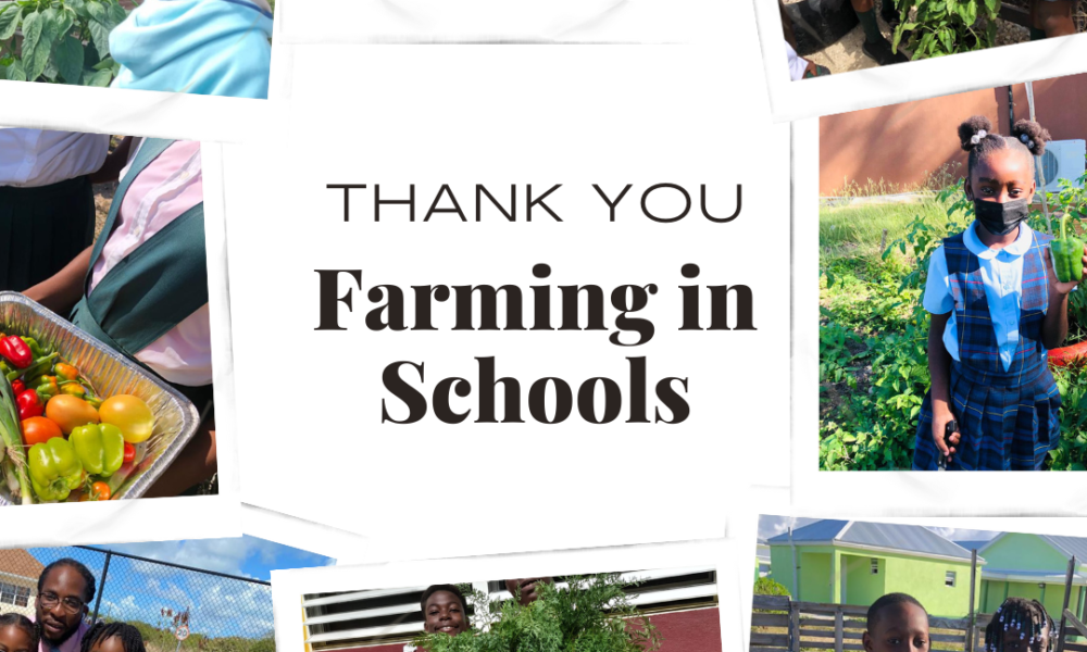 One Year Anniversary Marked for In-school Farms – Magnetic Media