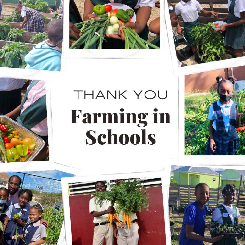 One Year Anniversary Marked for In-school Farms – Magnetic Media