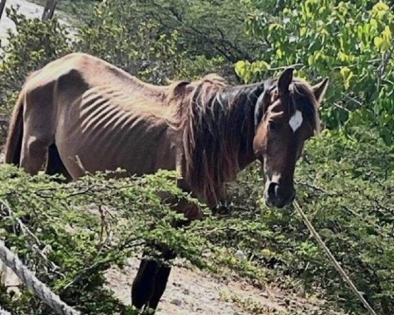 Grand Turk horse rescued from cruel conditions, PETA thanks community ...
