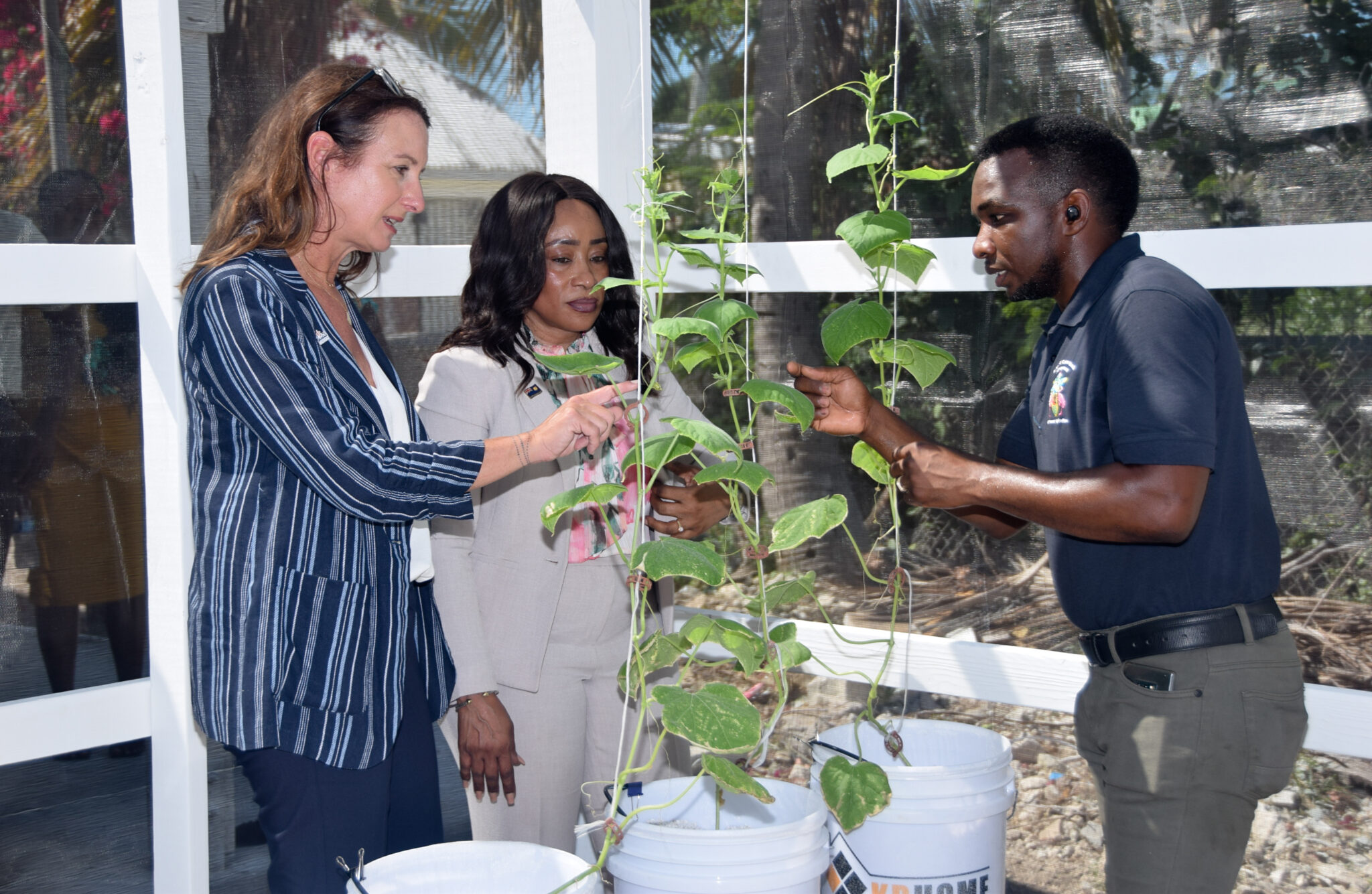 Clement Howell High Home to First School Hydroponics System in Island’s ...