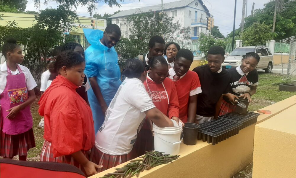 National Mangrove Project Takes Root: Bahamian Schools Partner to ...