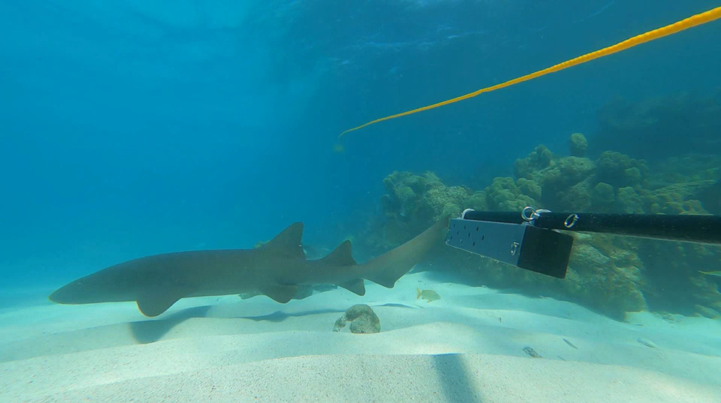 DECR Marine Science Team trains in underwater data collection ...