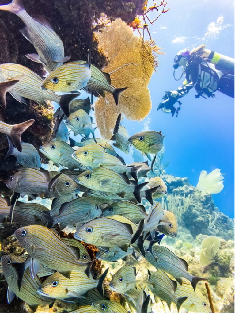 New ‘ReefShape’ Photogrammetry System Puts Bahamian Coral Reefs on the ...