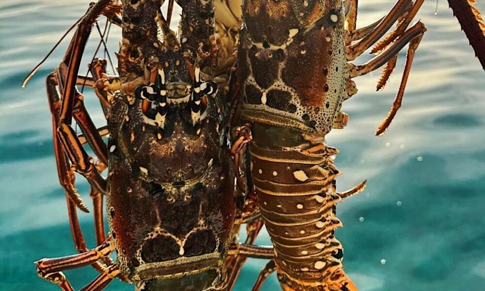 Lobster Season Open Now: TCI & Bahamas Reap Millions from Caribbean ...