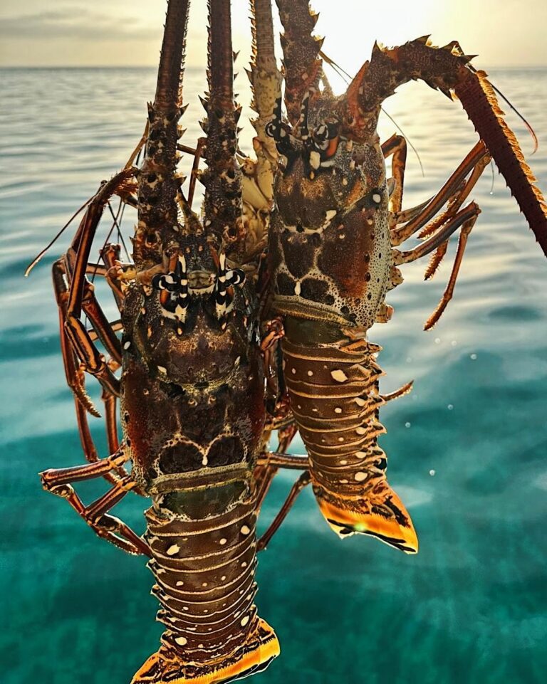 Lobster Season Open Now: TCI & Bahamas Reap Millions from Caribbean ...